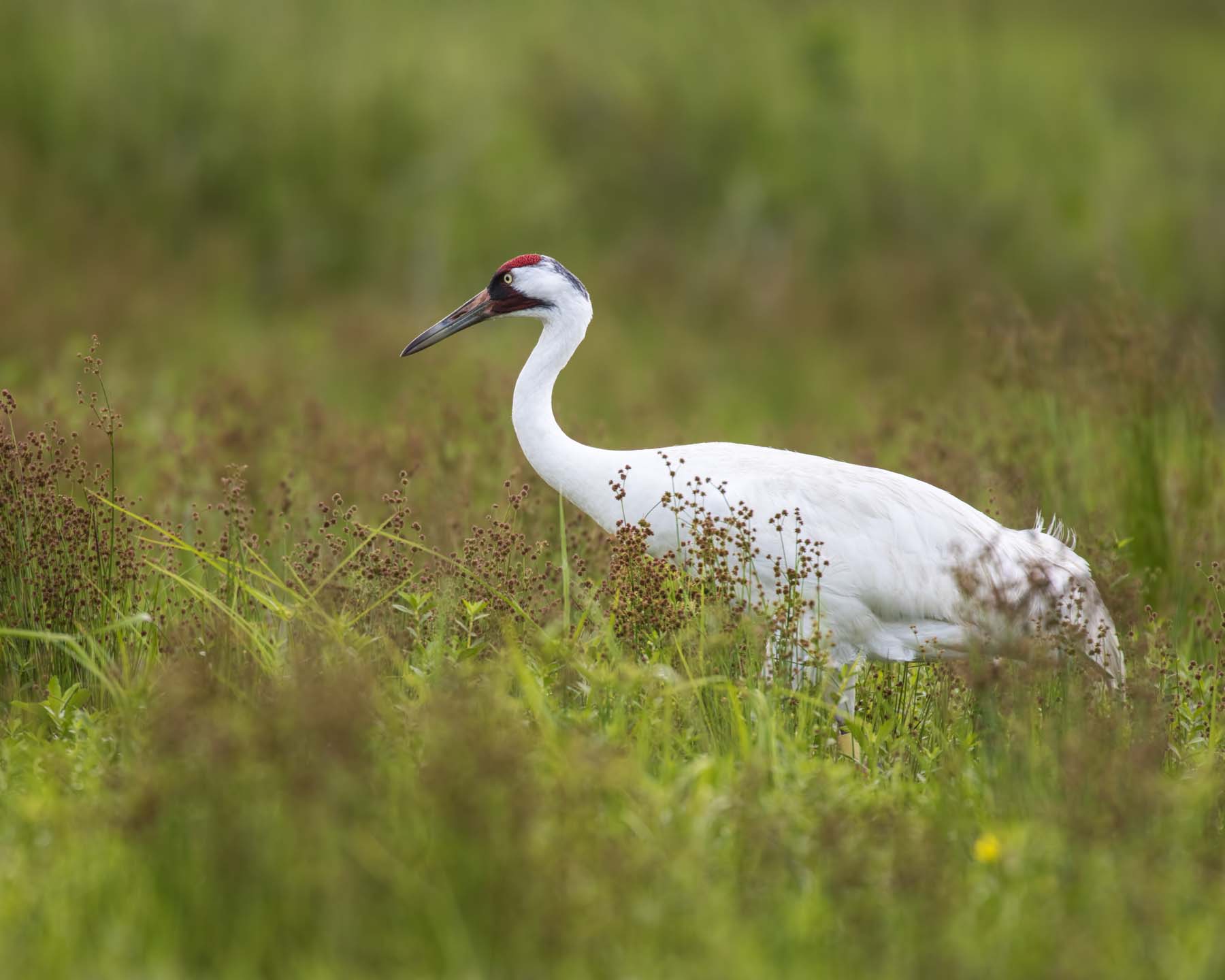 Inland Habitat Selection Model for Wintering Whooping Cranes - Western ...