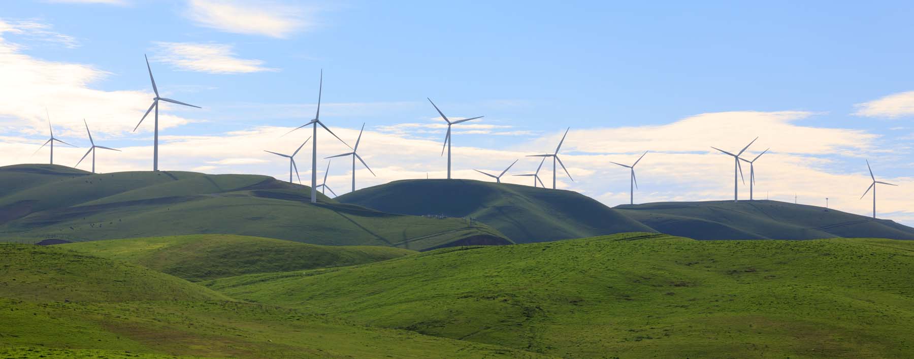 Renew Database | Comprehensive Wildlife Impact Data for Renewable Energy