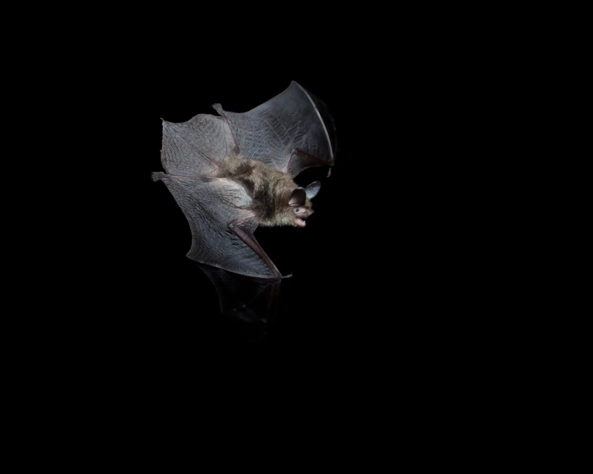 WEST Publication: Are Bat Activity and Mortality Best Predicted By ...
