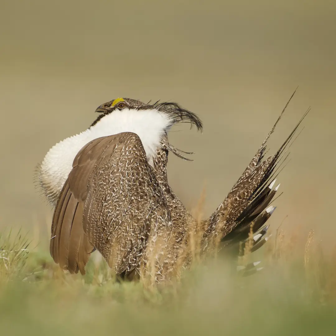 Analysis of the Overlap between Priority Greater Sage-Grouse Habitats ...