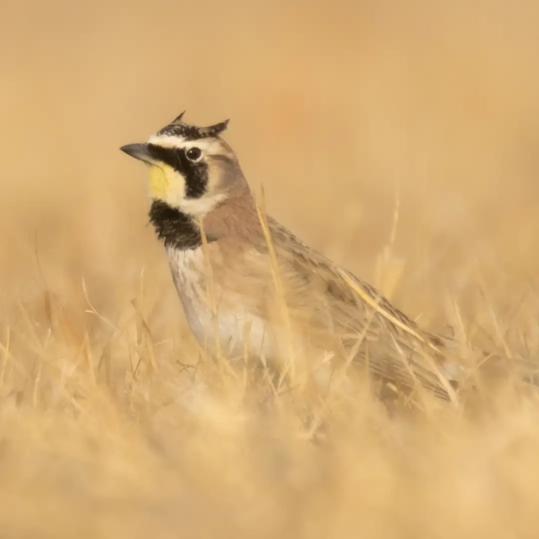 Avian Collision Mortality at 50- and 60- M Guyed Towers in Central ...