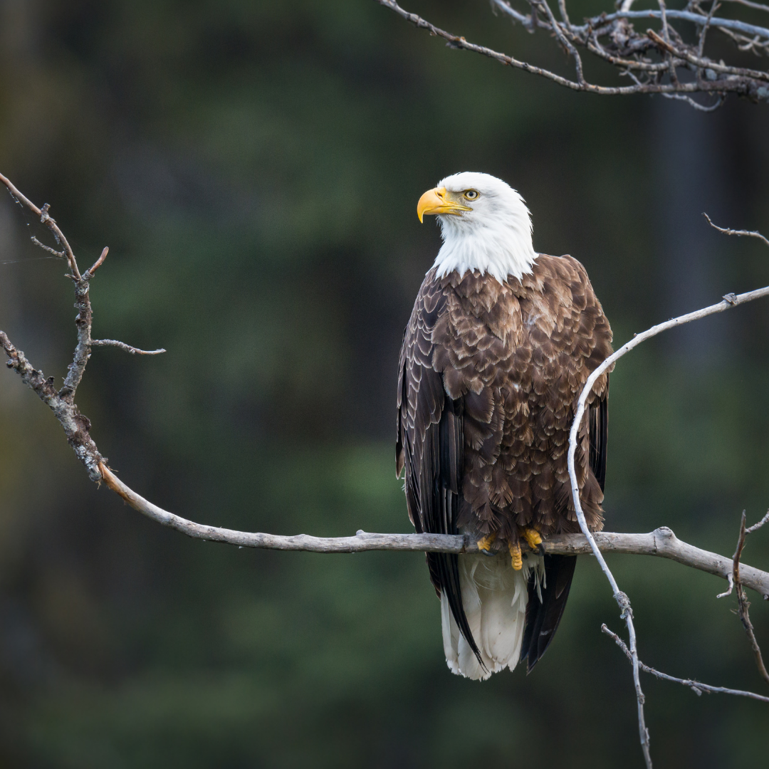 Game bird carcasses are less persistent than raptor carcasses, but can ...