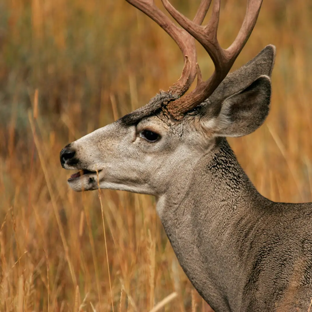 Identifying and Prioritizing Ungulate Migration Routes for Landscape ...