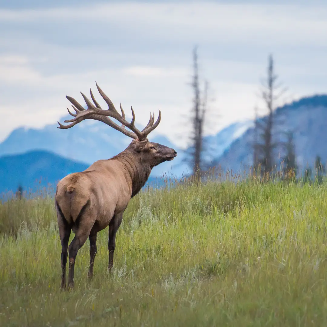 Influence of Landscape Characteristics on Hunter Space Use and Success ...