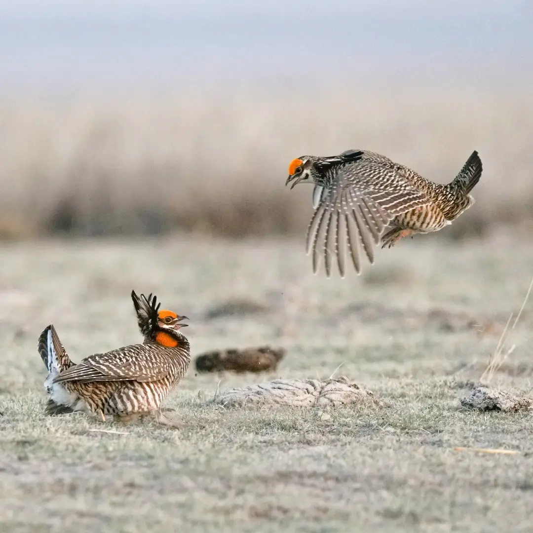 Patterns in lek persistence and attendance by lesser prairie-chicken ...