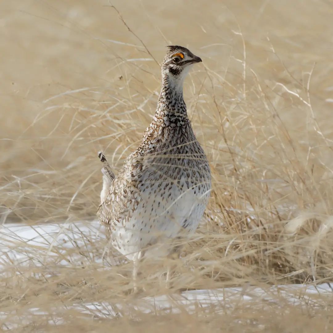 Resource selection and survival of plains sharp-tailed grouse at a wind ...