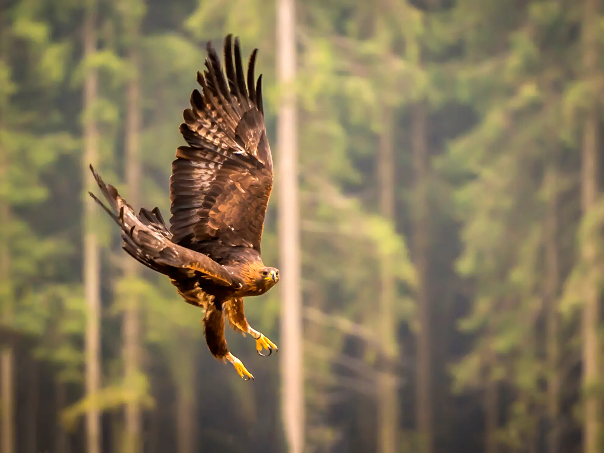 WEST attending Eastern Golden Eagle Working Group - Western EcoSystems ...