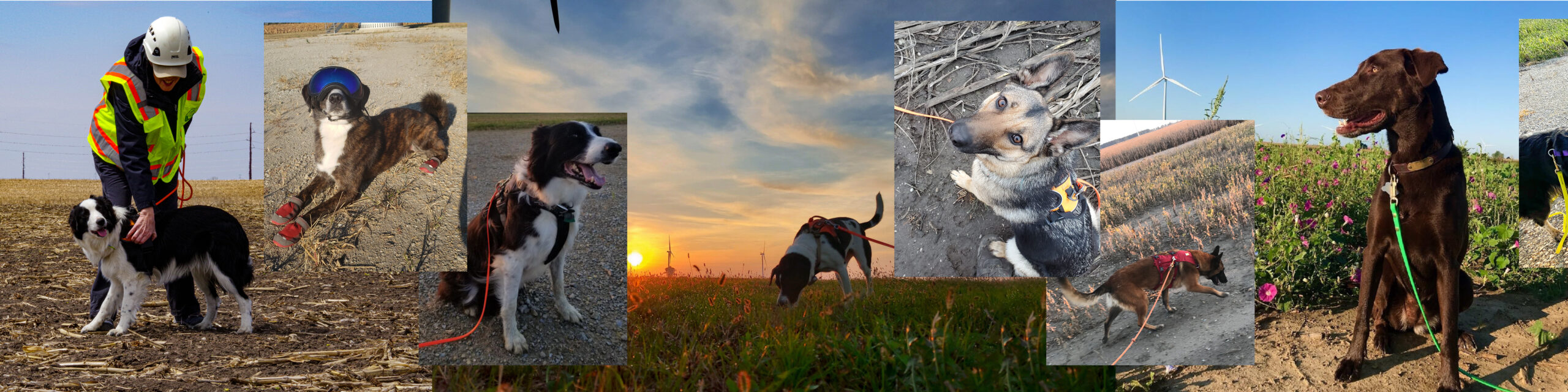 Detection Dog Team Recognition - Western EcoSystems Technology, Inc.