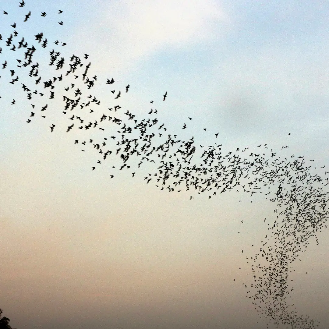 Record of Western Red Bats in Central Texas, USA - Western EcoSystems ...