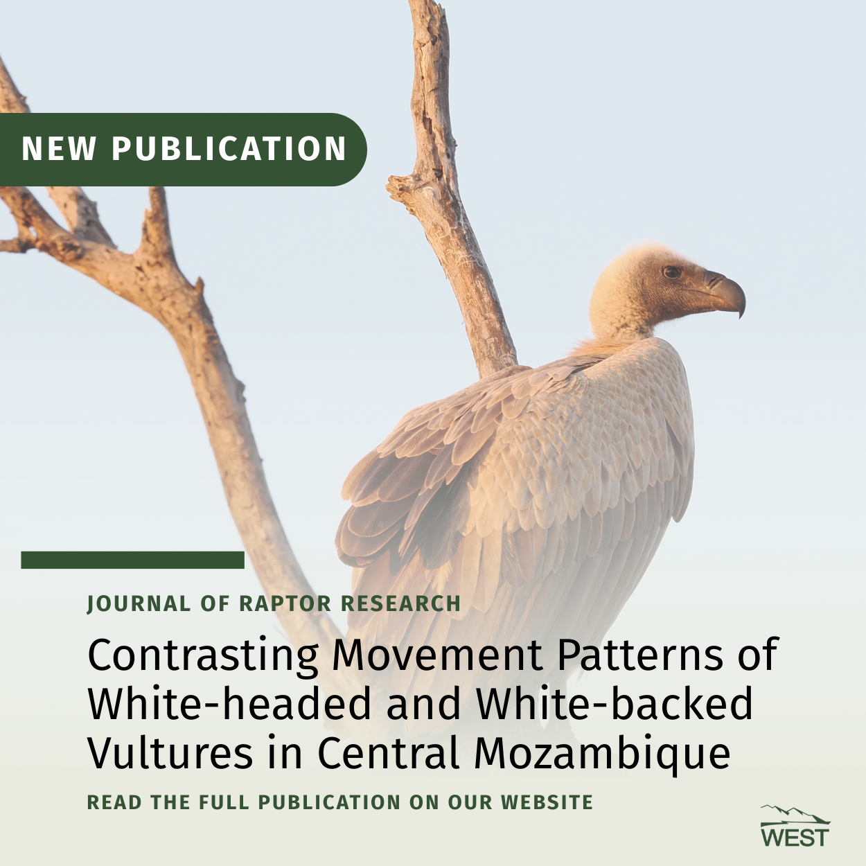 WEST Publication: Contrasting Movement Patterns of White-headed and ...